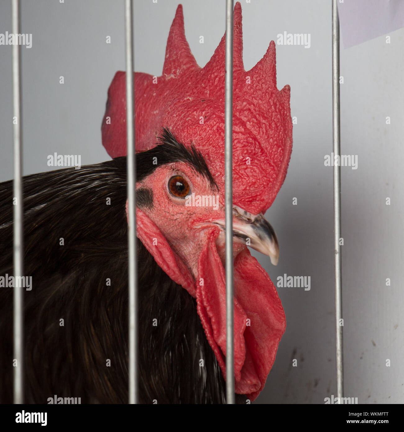 Rooster in cage hi-res stock photography and images - Alamy