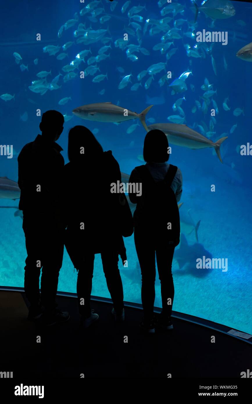 Silhouettes visitors in aquarium hi-res stock photography and images ...