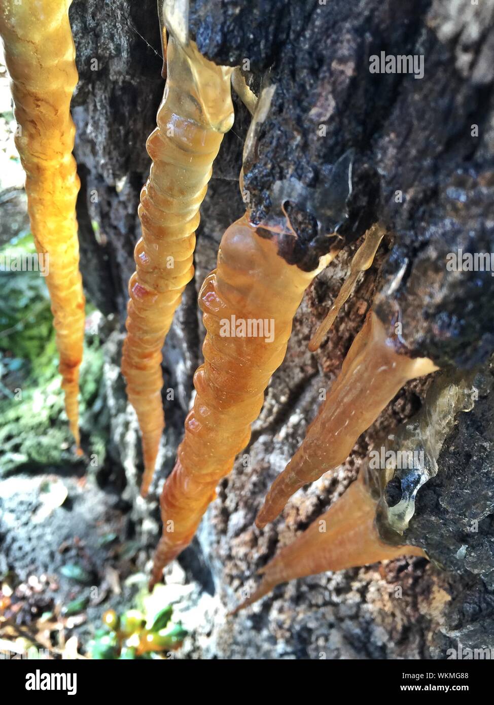 Up close view tree sap hi-res stock photography and images - Alamy