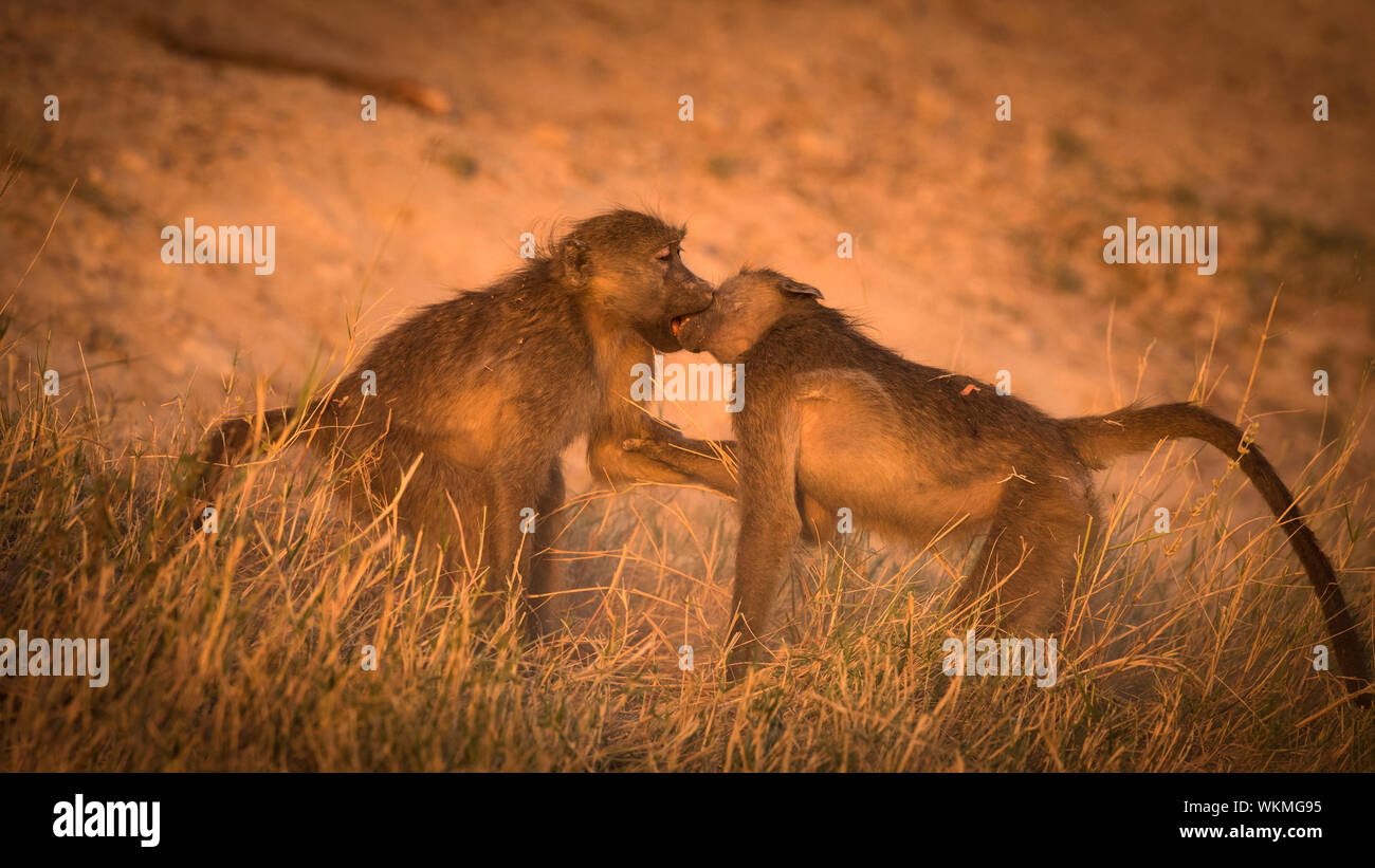 Kissing monkeys hi-res stock photography and images - Alamy