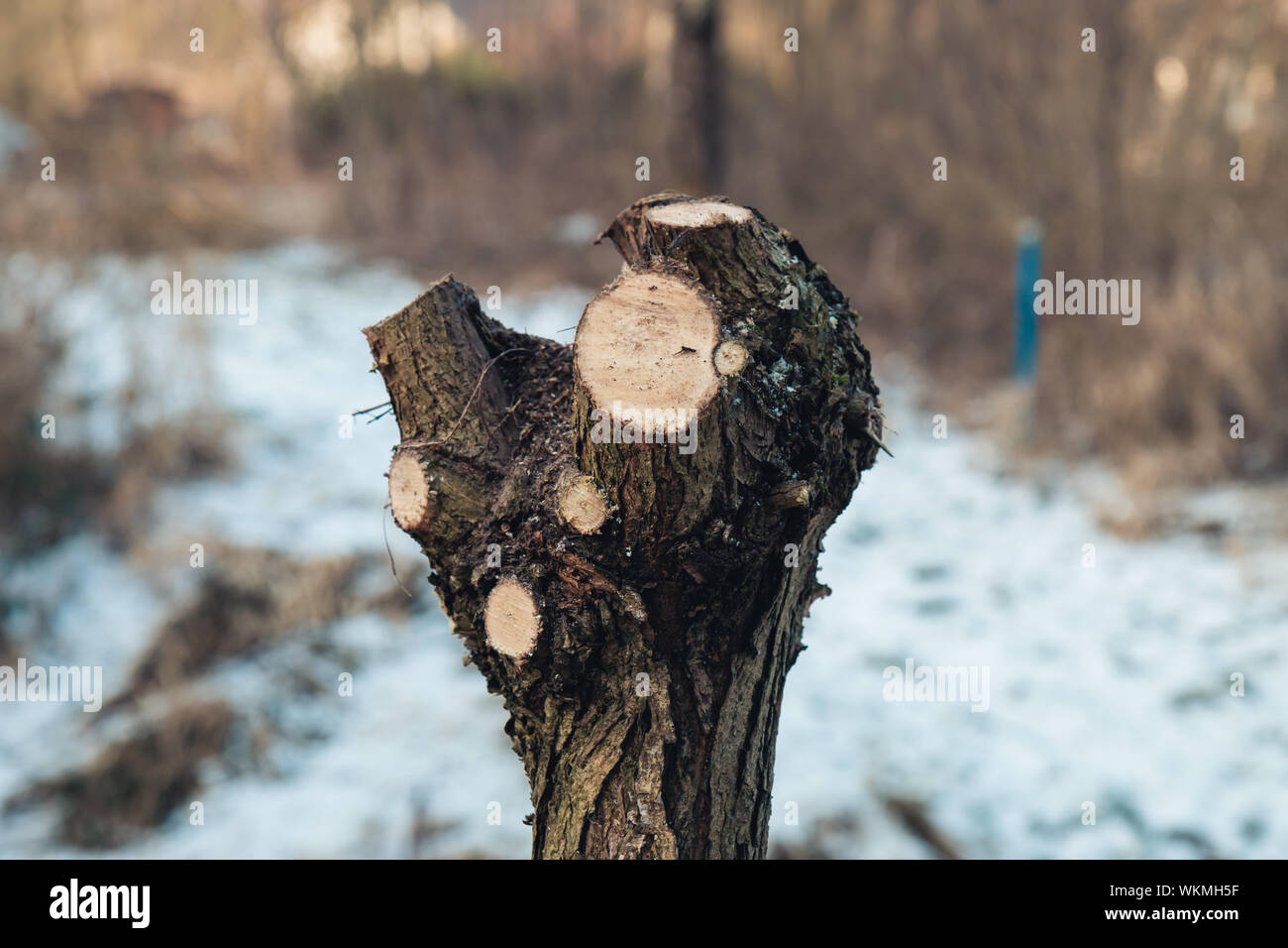 Dead Winter Tree High Resolution Stock Photography and Images - Alamy