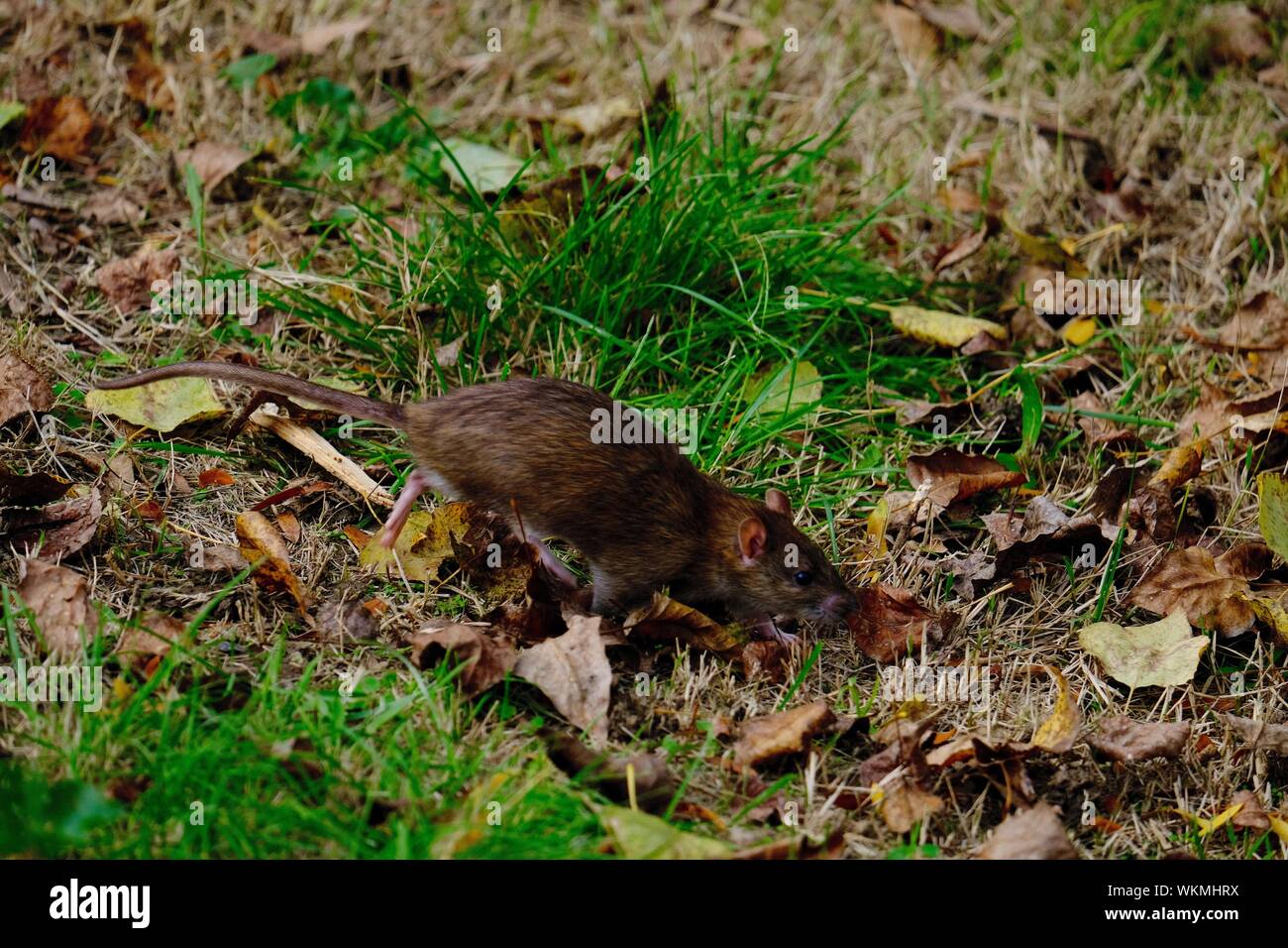 Focus on rat hi-res stock photography and images - Alamy