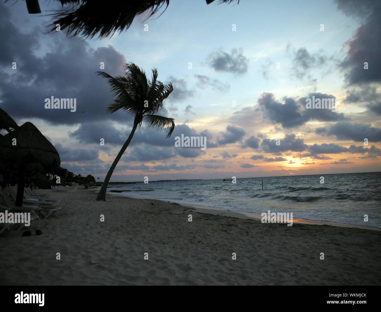 Maya tree hi-res stock photography and images - Alamy