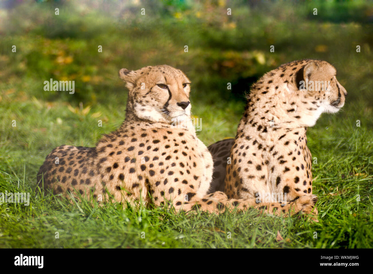 Couple of cheetahs looking away lying on grass Stock Photo - Alamy