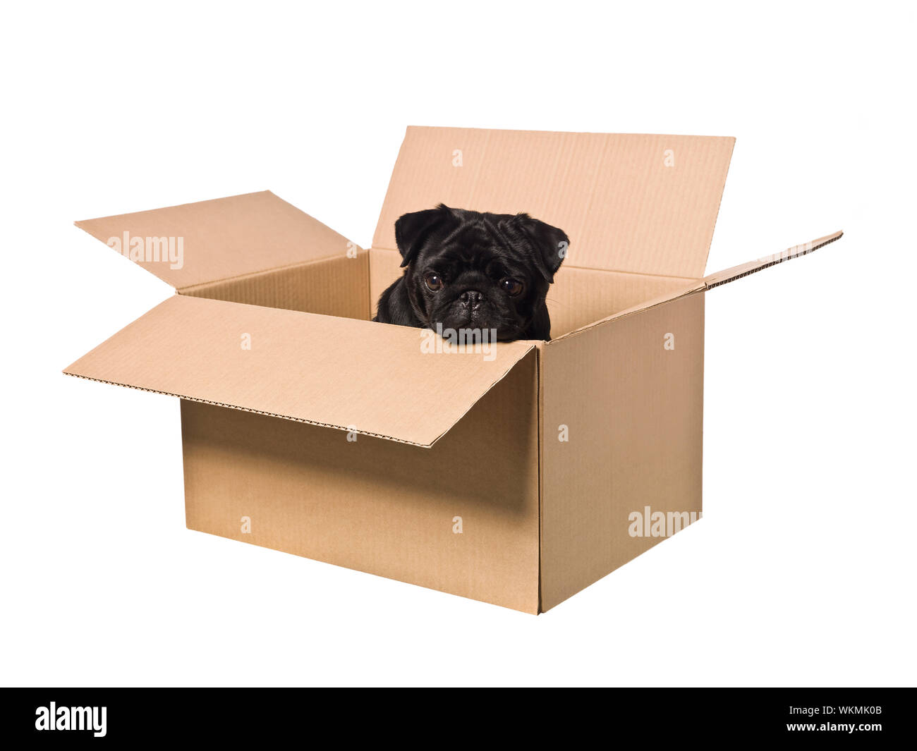 Dog in a box Cut Out Stock Images & Pictures - Alamy