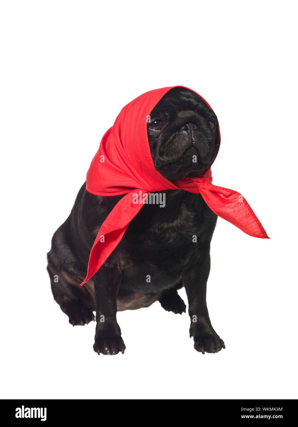 Pug with a scarf on the head isolated on white Stock Photo - Alamy
