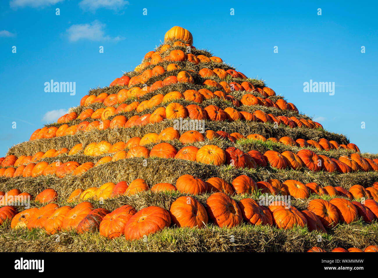 Pumpkins, built as a pyramid, at a farm, near Dingden, Westmünsterland ...