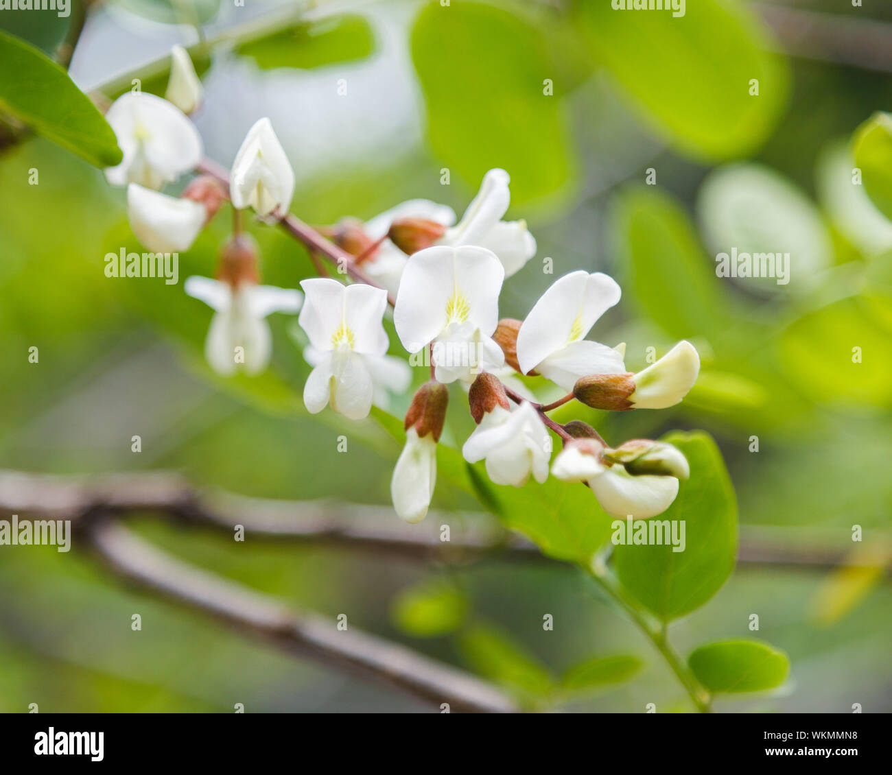 Honey locust hi-res stock photography and images - Alamy Honey locust hi-res stock photography and images - Alamy