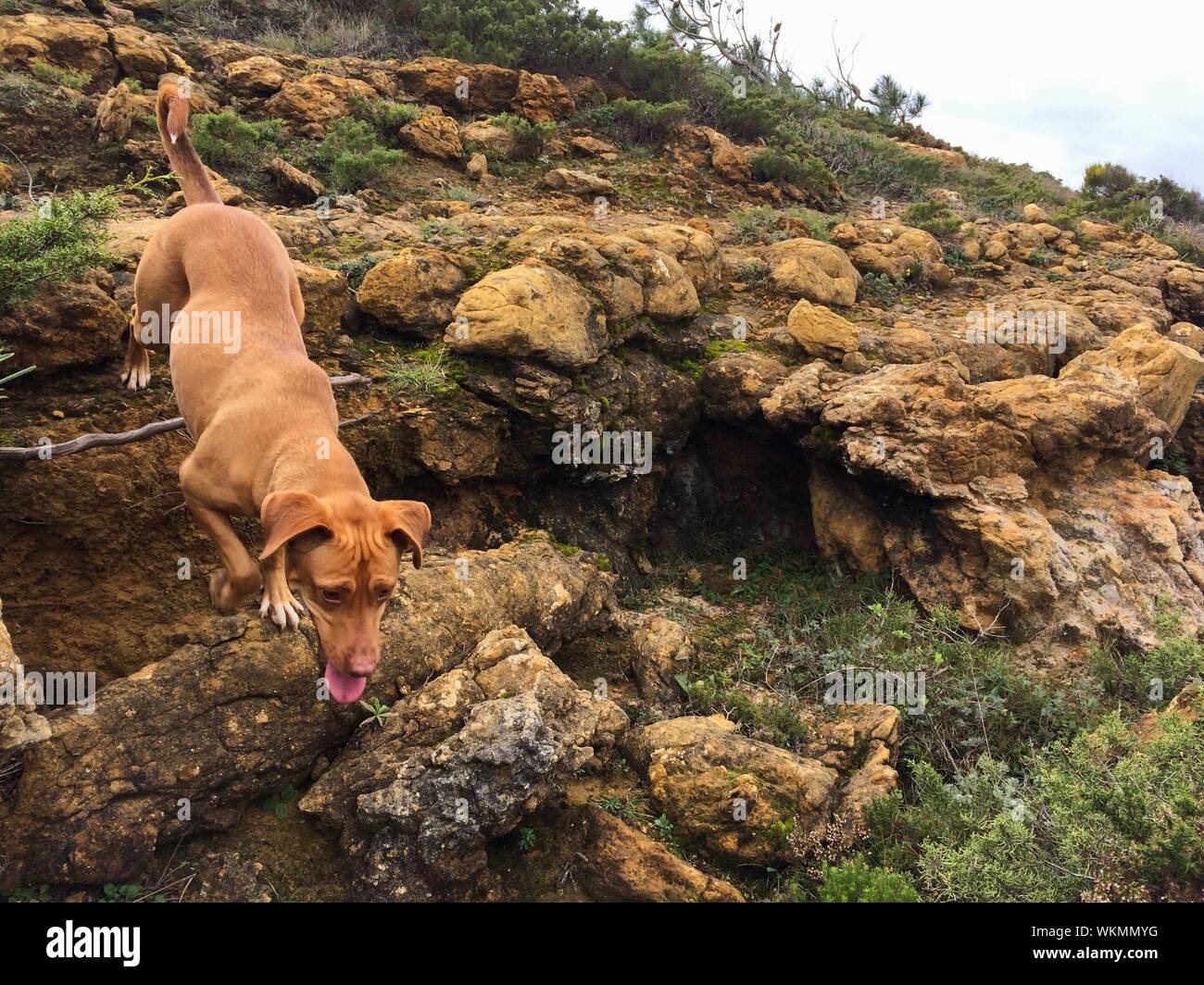 Dog Walking On Rock Stock Photo - Alamy