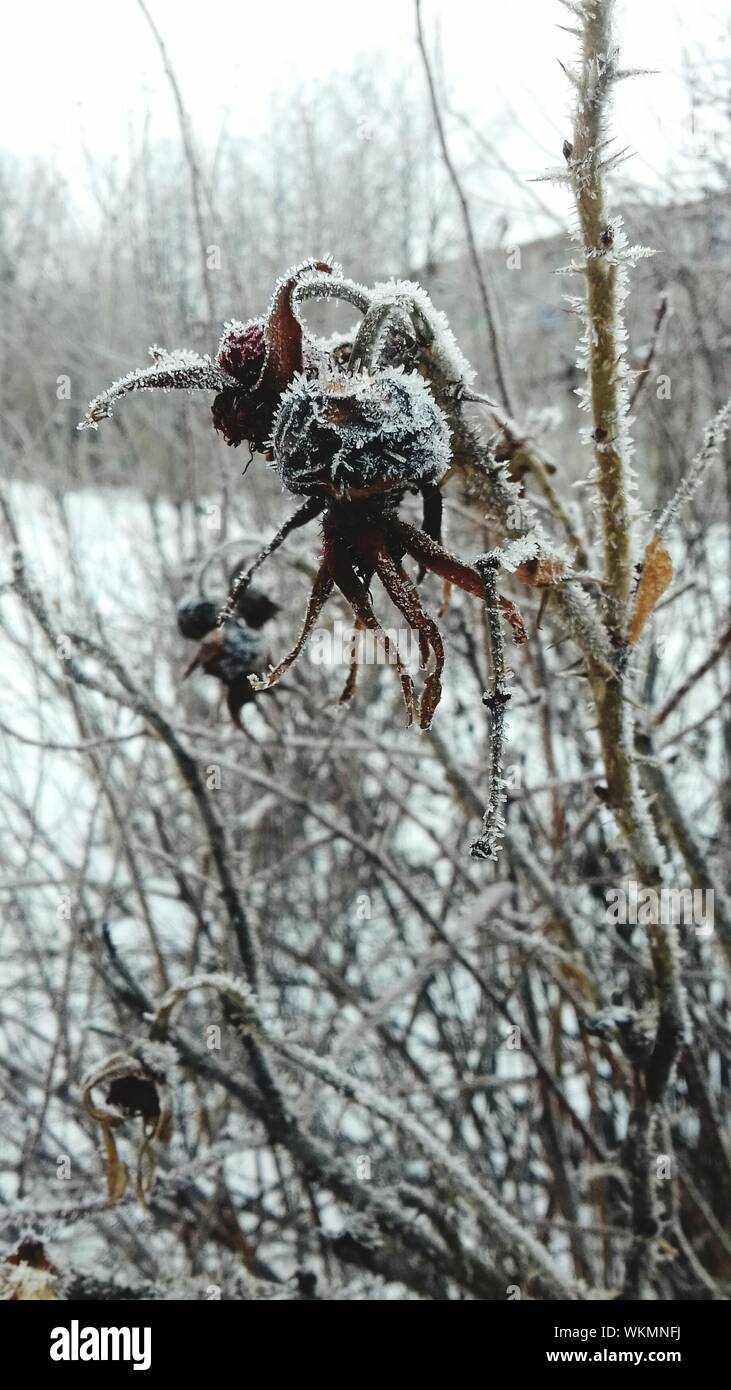 Dead of winter hi-res stock photography and images - Alamy