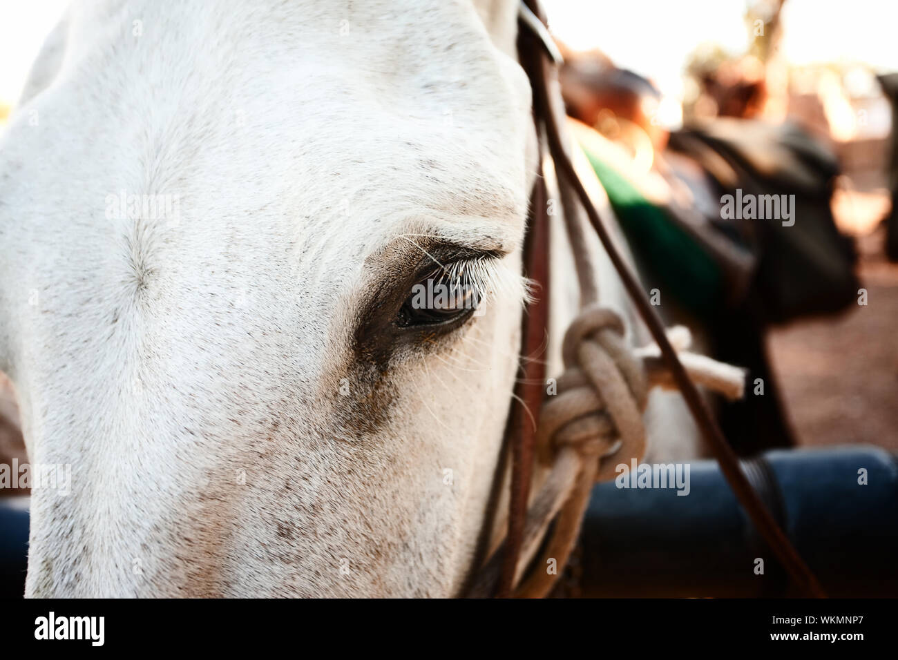 Closeup on the eye of a pack mule near the Grand Canyon Stock Photo - Alamy