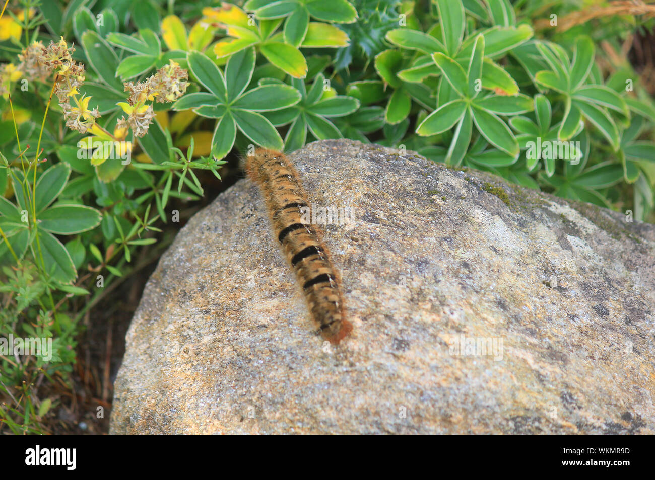 a big caterpillar on the stone Stock Photo - Alamy