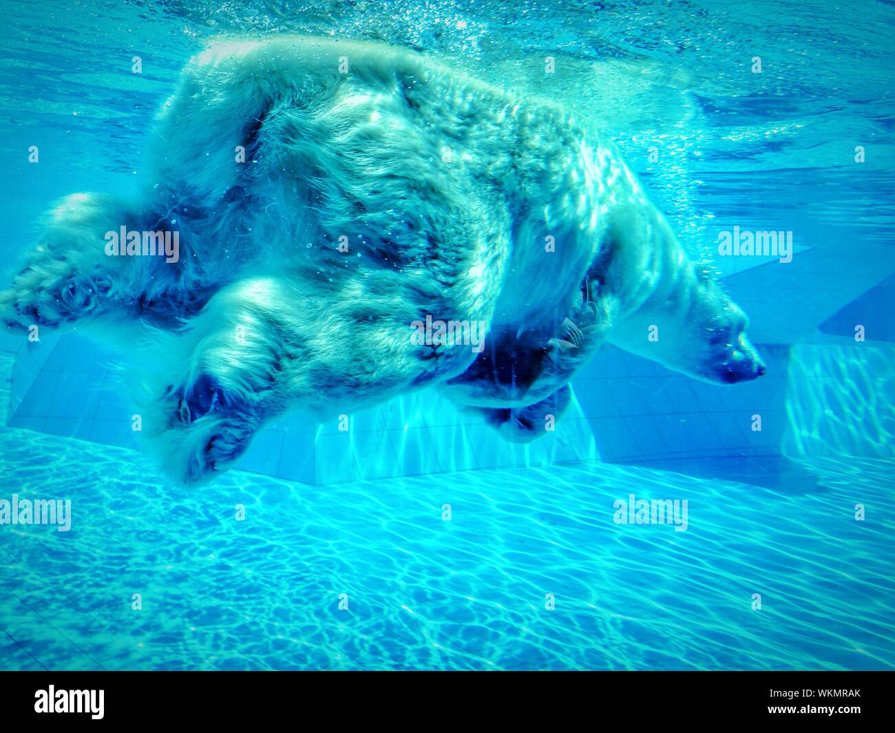 Bear in pool hi-res stock photography and images - Alamy