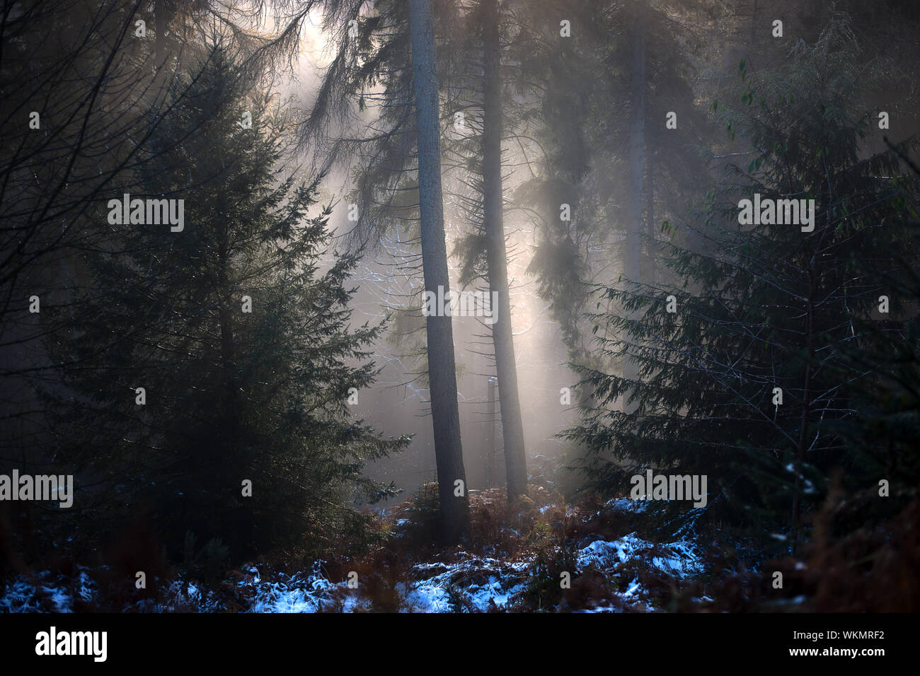 Sunlight permeating forest with contrasting snow on ground during a ...