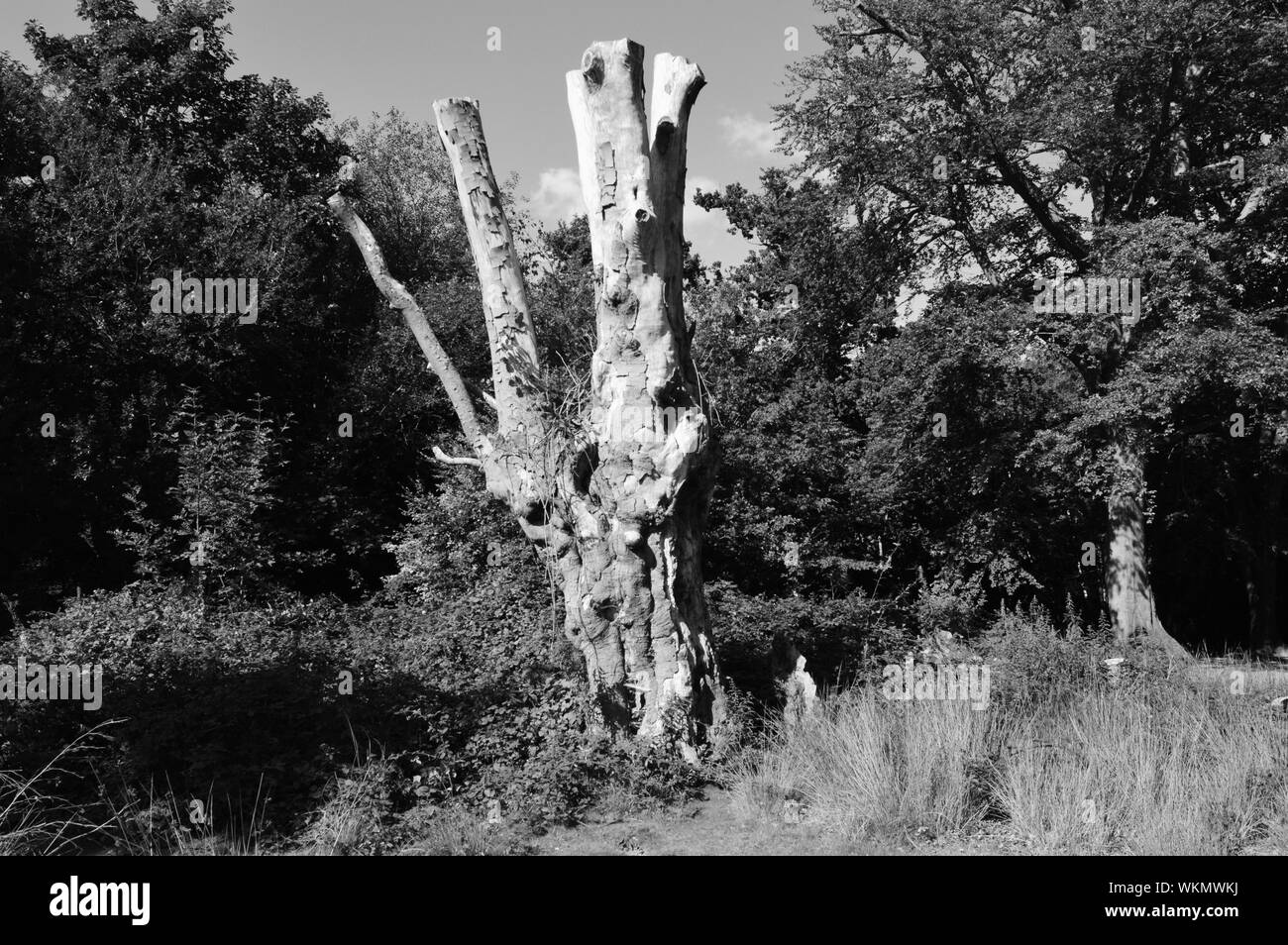 Stump formation hi-res stock photography and images - Alamy