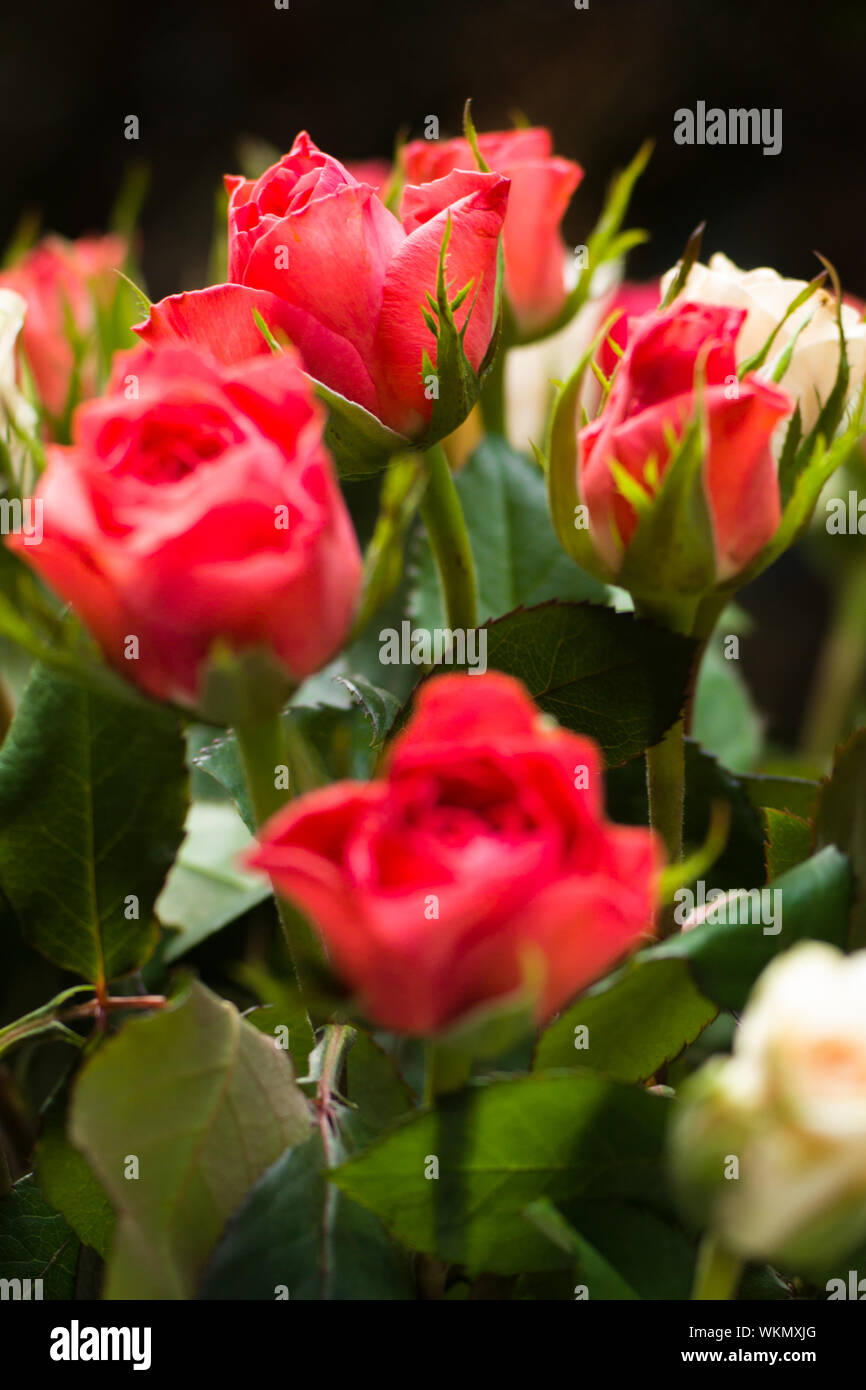 Roses combined in a flower arrangement. Closeup and crop Stock Photo ...