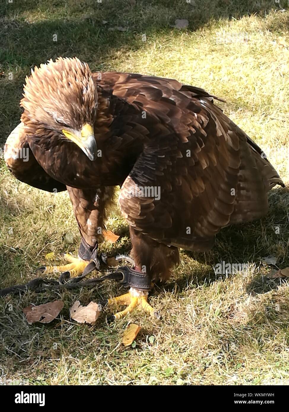 Straps on hi-res stock photography and images - Alamy