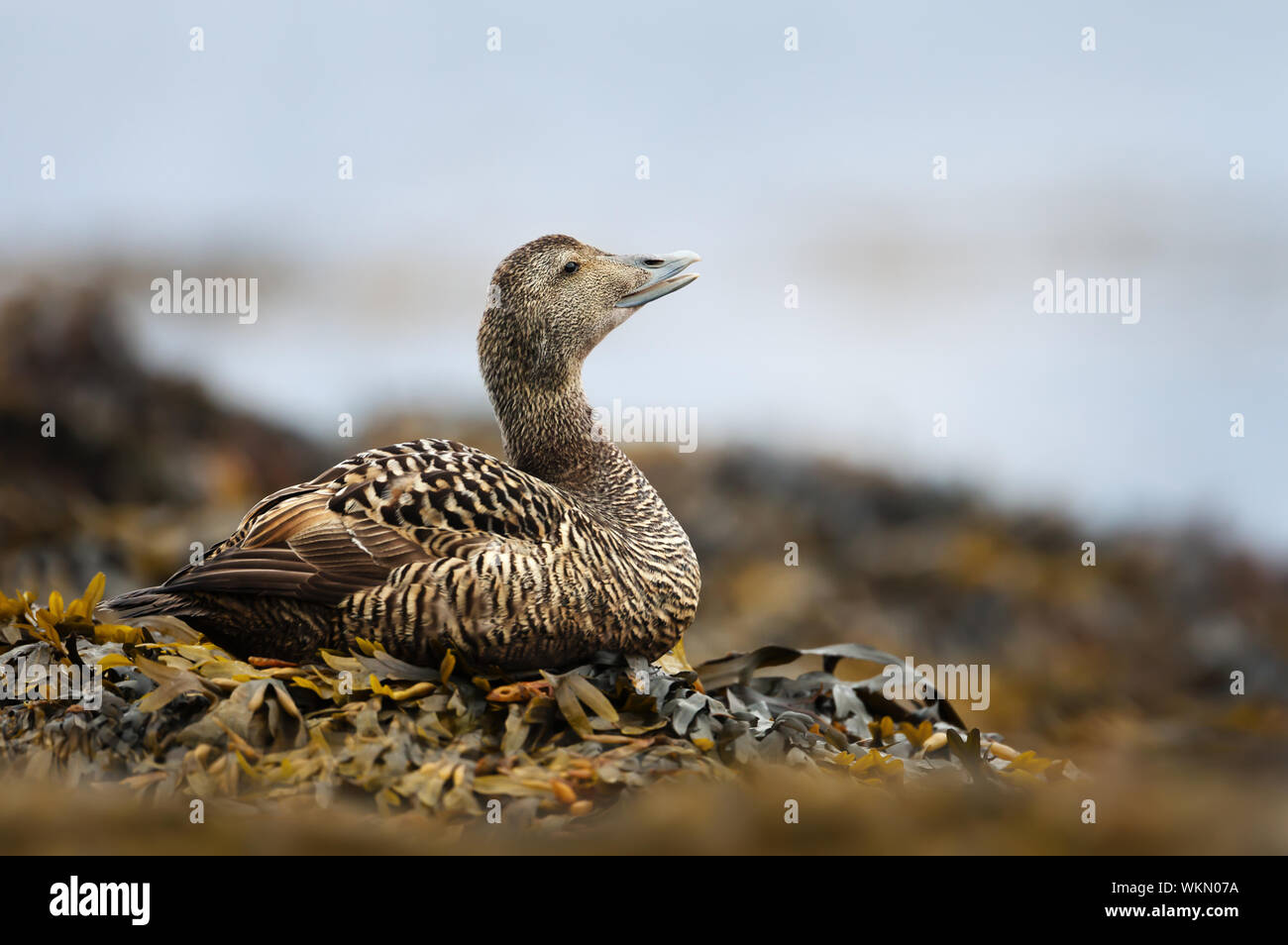 Female common eider duck in hi-res stock photography and images - Alamy