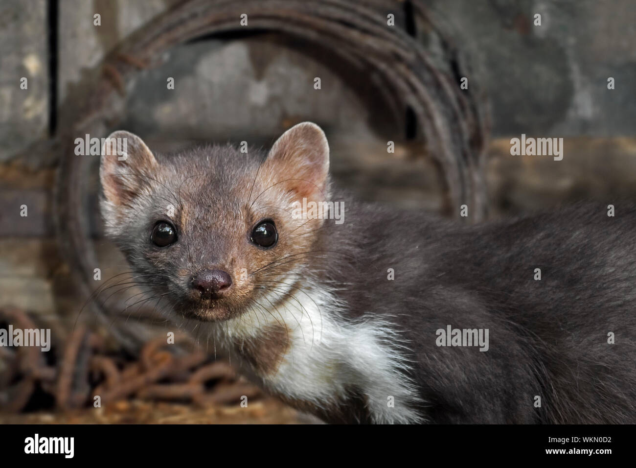 Close-up portrait of beech marten / stone marten / house marten (Martes ...