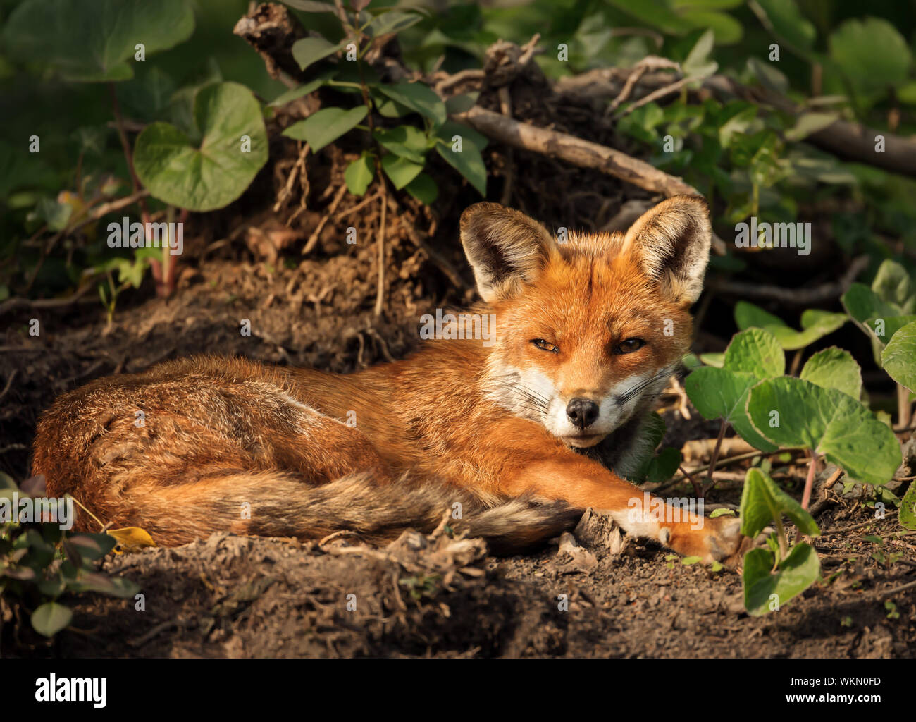 Close up of a red fox laying on the ground, UK Stock Photo - Alamy