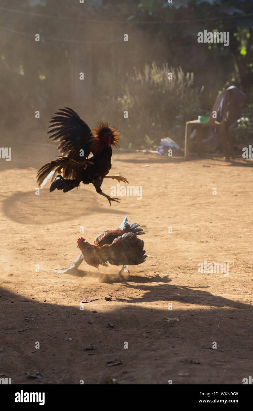 Cockerel fighting hi-res stock photography and images - Alamy