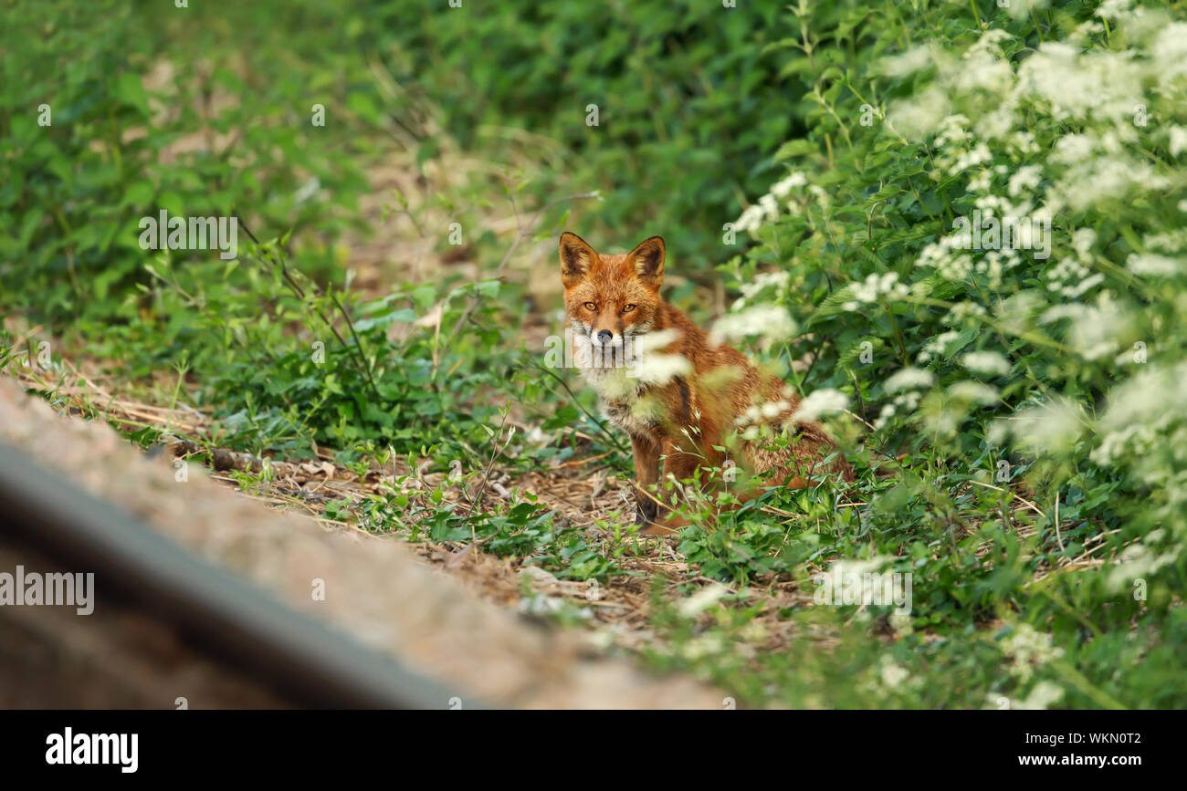 Red fox (Vulpes vulpes) standing by a rail track in summer, UK Stock ...