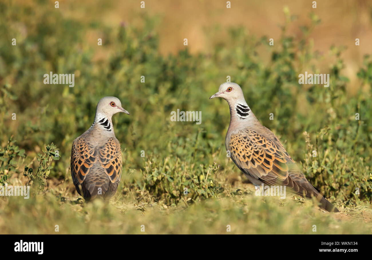 Two turtle doves hi-res stock photography and images - Alamy