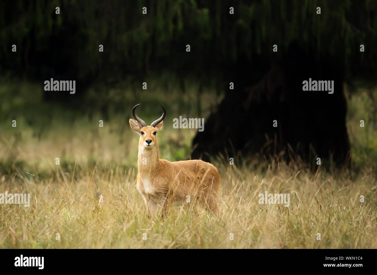 Redunca redunca bohor hi-res stock photography and images - Alamy