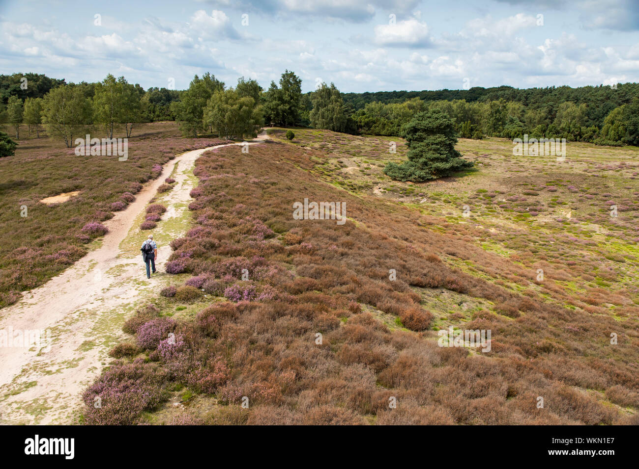 The Westruper Heide, in the nature park Hohe Mark Westmünsterland, near ...