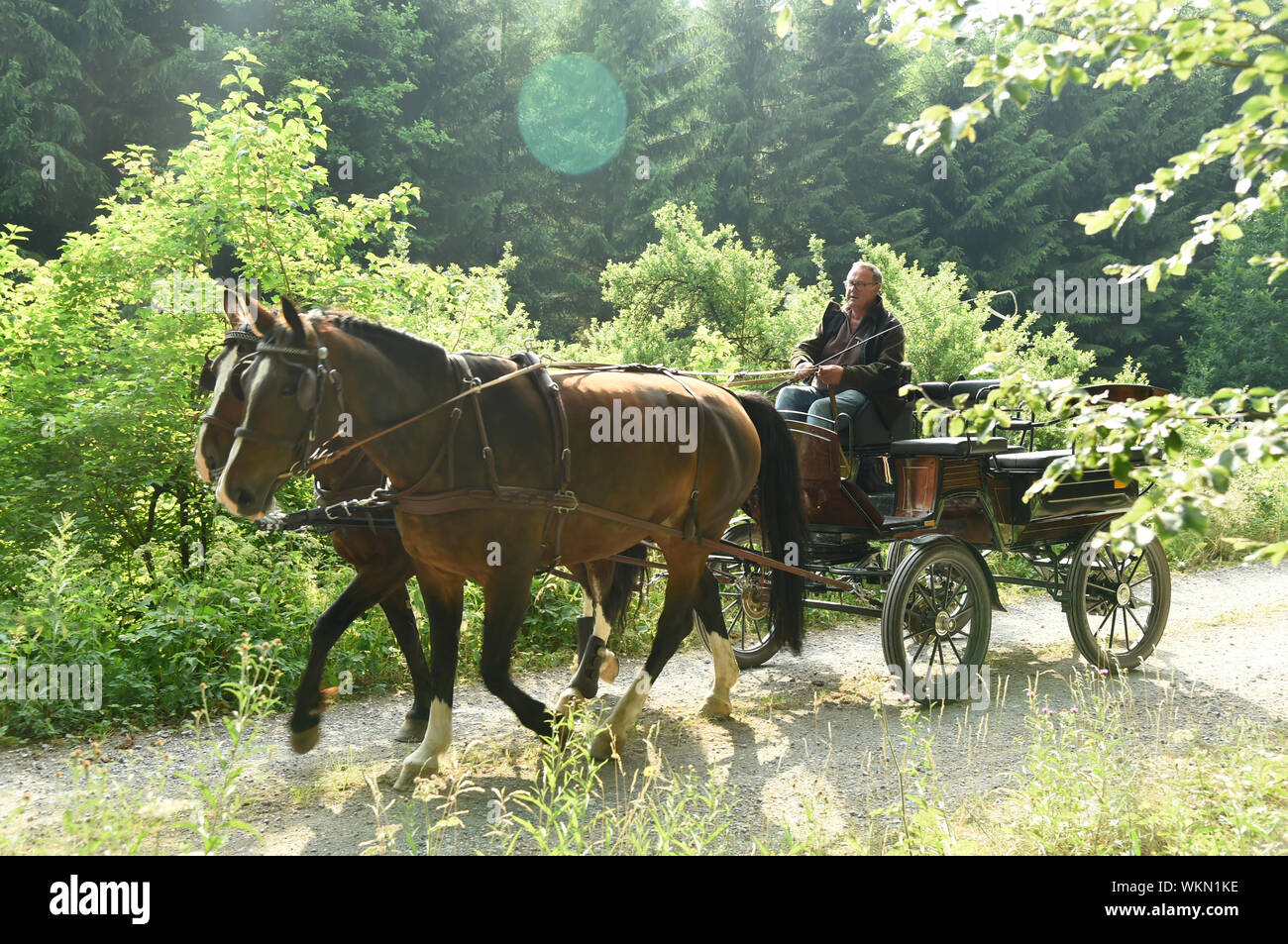A 60 year old man drives a carriage with two horses ((Saxon Thuringian ...