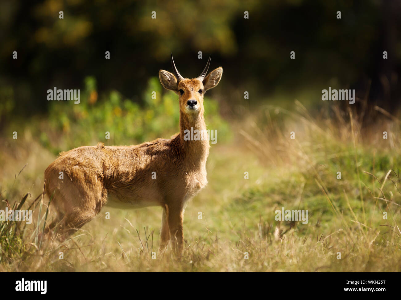 Bohor reedbuck redunca redunca male hi-res stock photography and images ...