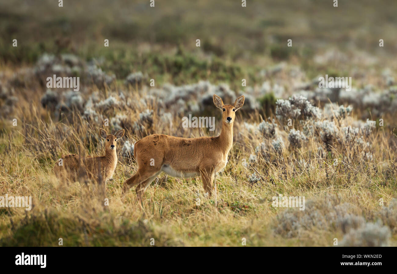Bohor reedbuck female redunca redunca hi-res stock photography and ...