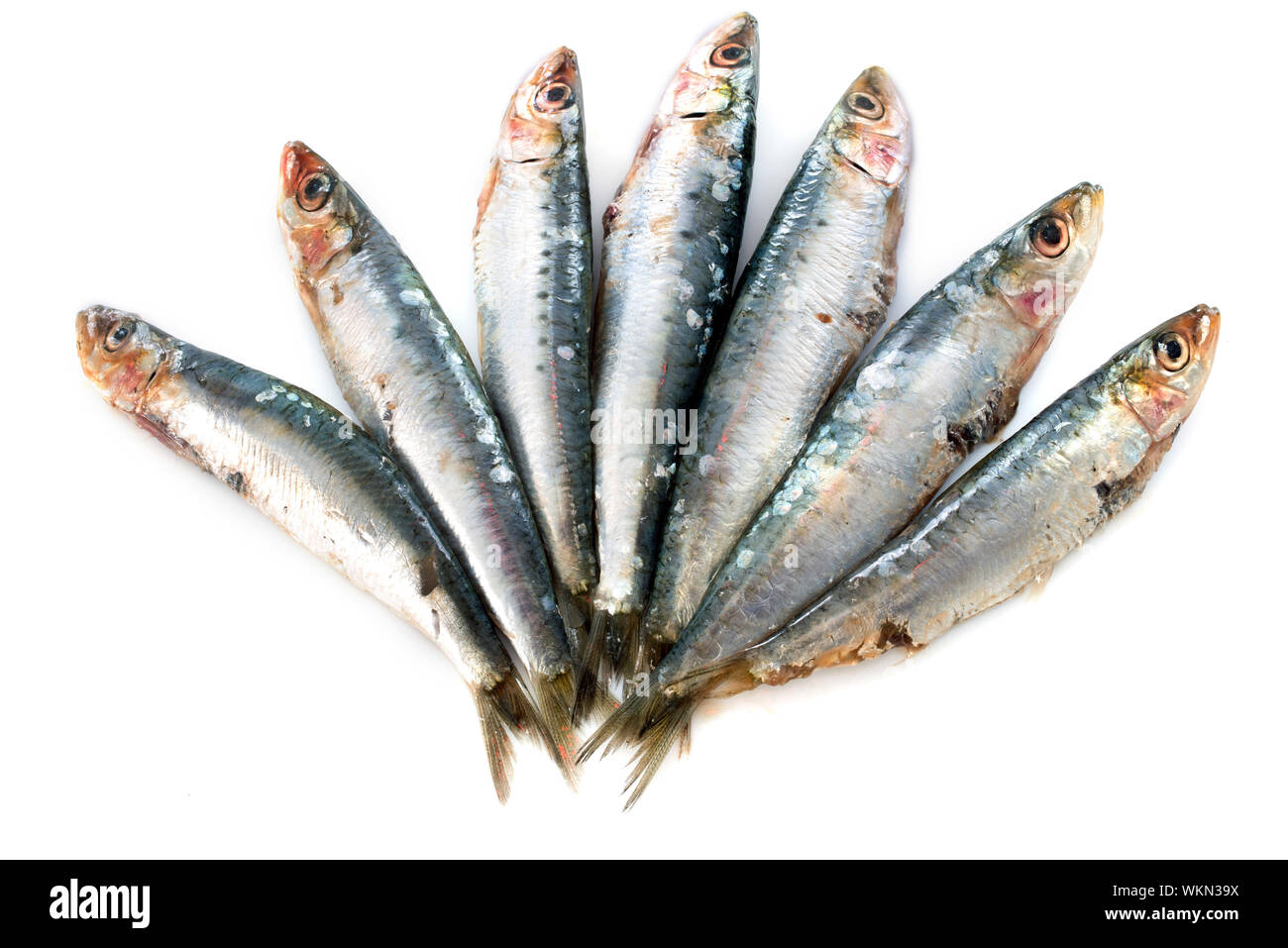 fresh sardines in front of white background Stock Photo - Alamy
