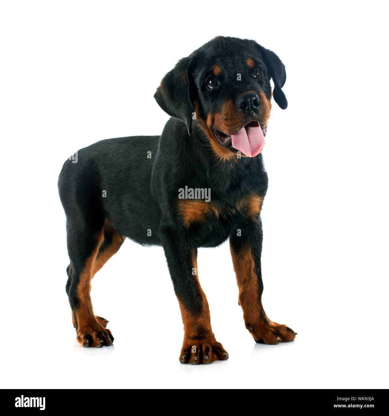 puppy rottweiler in front of white background Stock Photo - Alamy