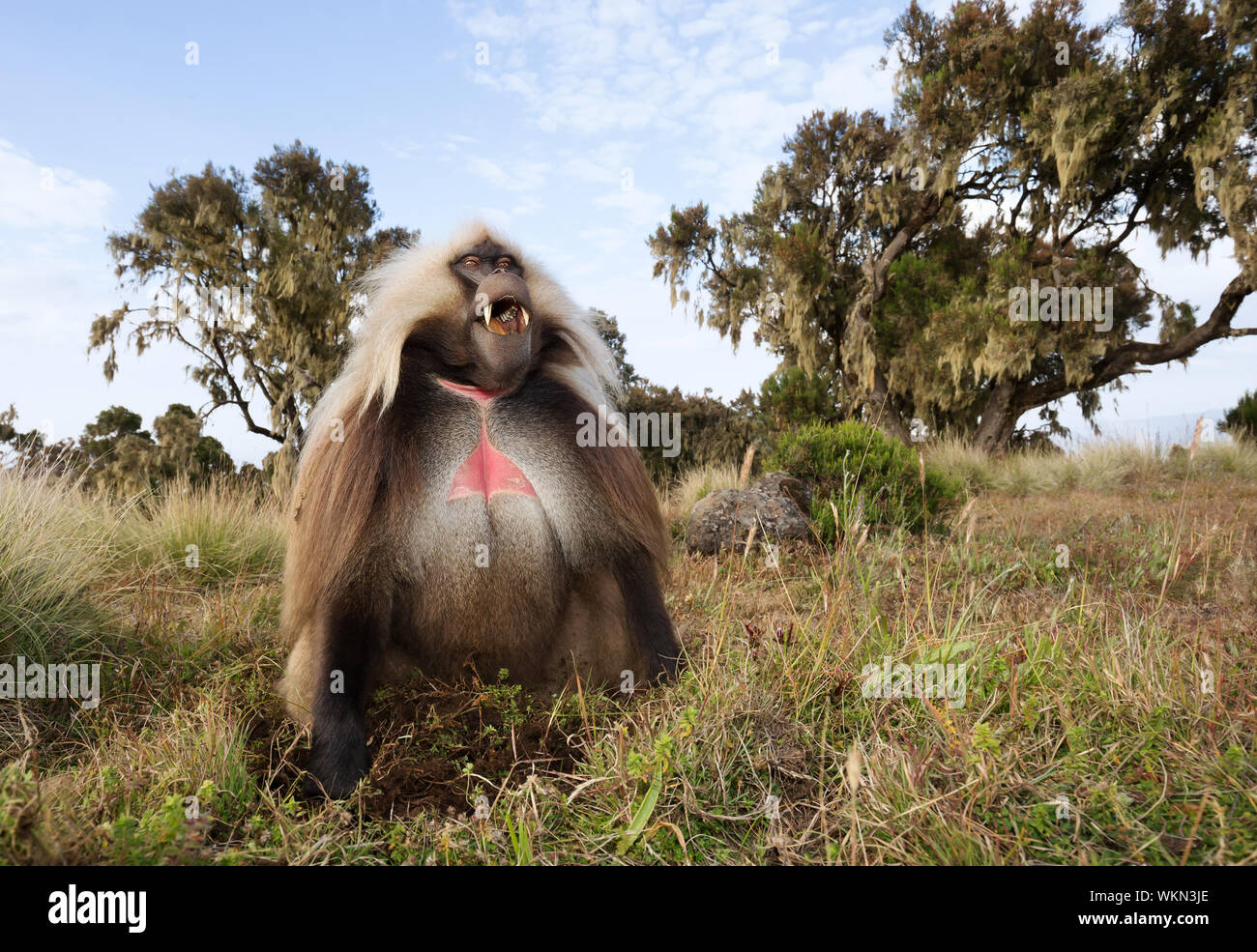 Male gelada theropithecus gelada hi-res stock photography and images ...