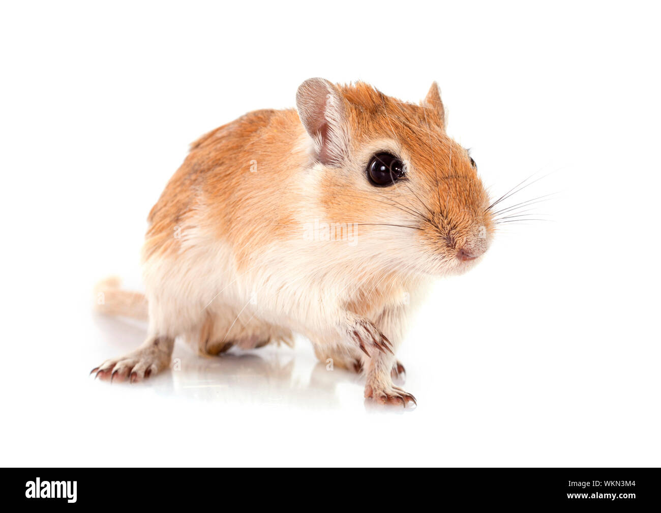 little gerbil in front of white background Stock Photo - Alamy
