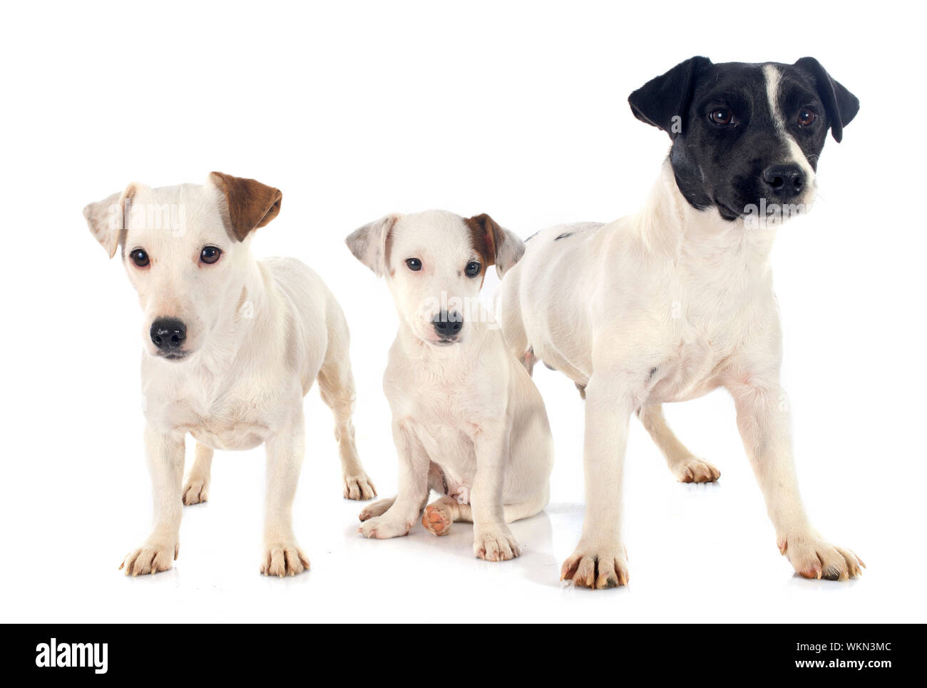three jack russel terrier in front of white background Stock Photo - Alamy