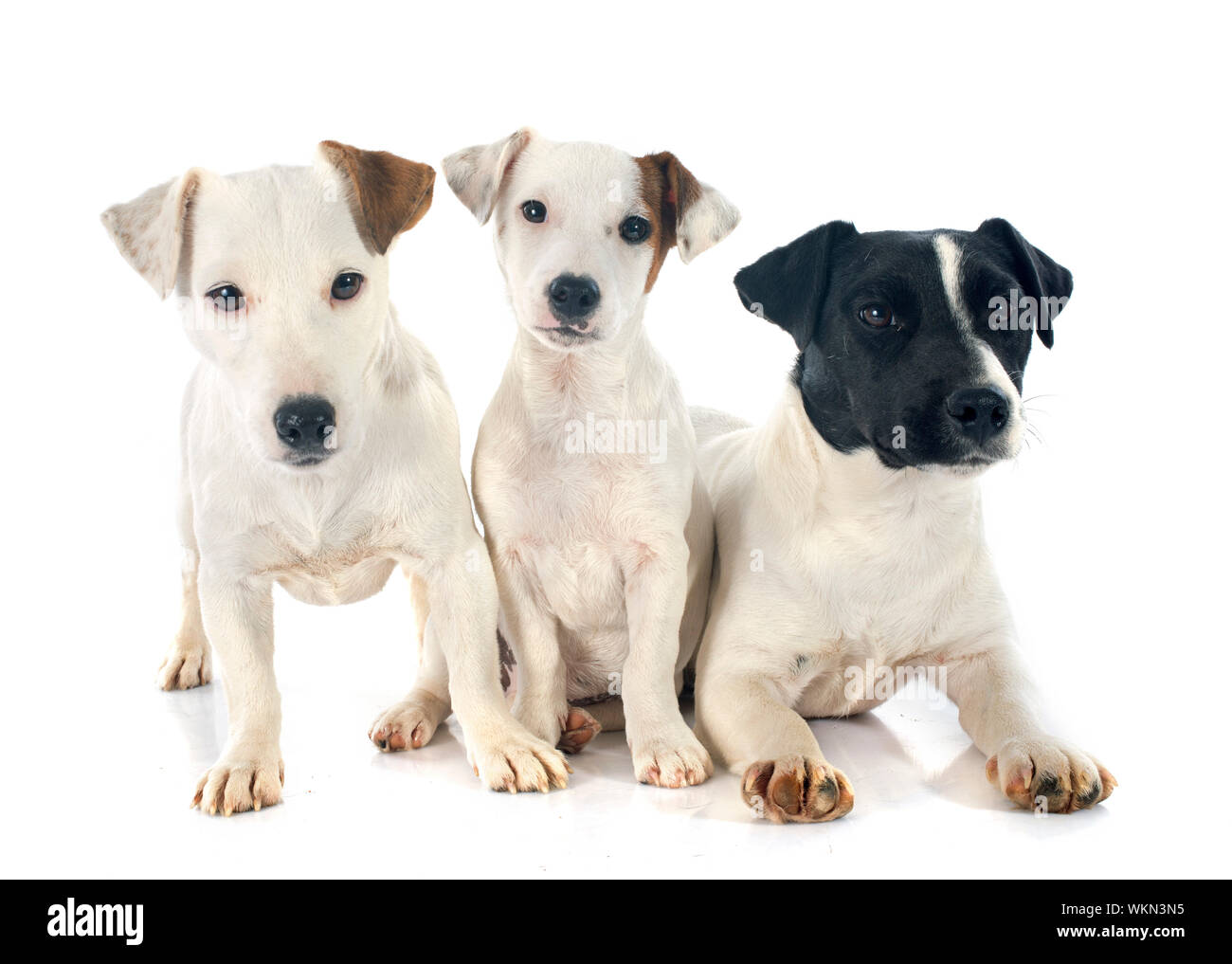three jack russel terrier in front of white background Stock Photo - Alamy