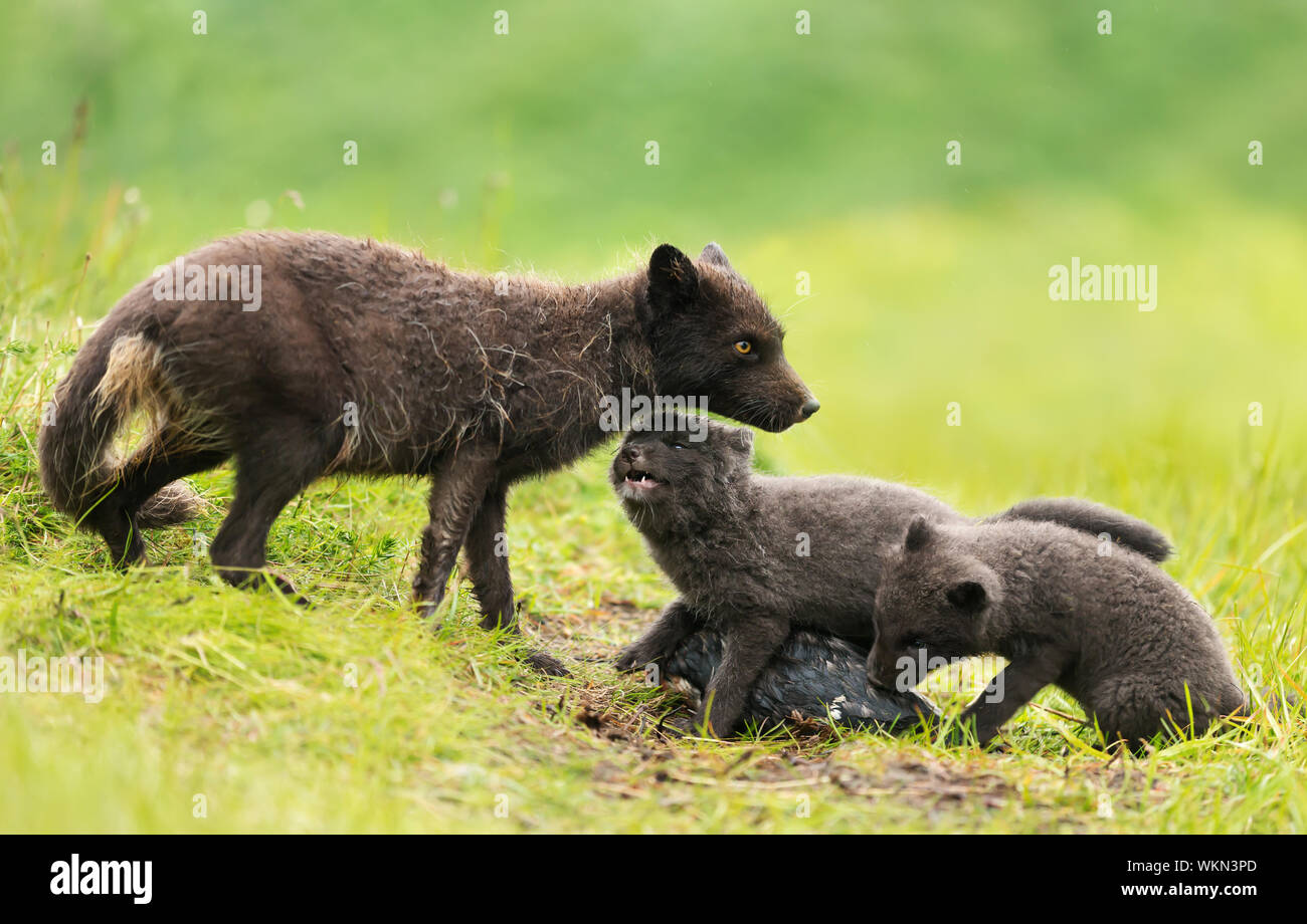 Black Baby Fox Cubs