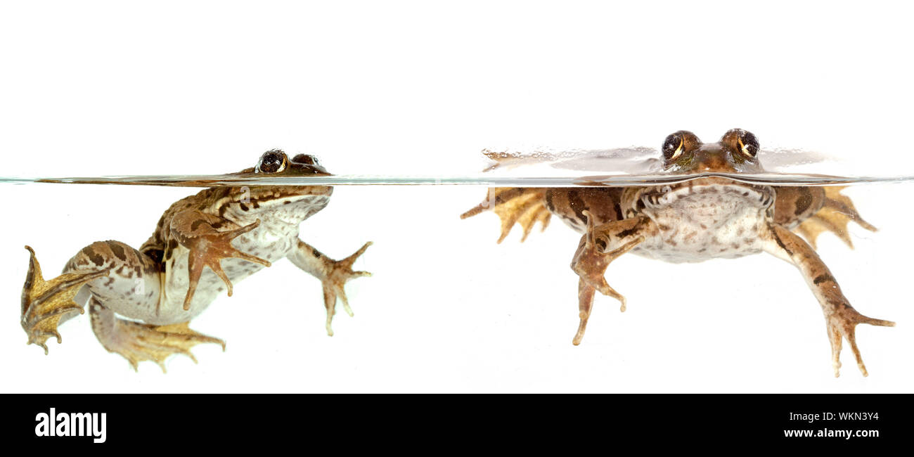 common frog in front of white background Stock Photo - Alamy