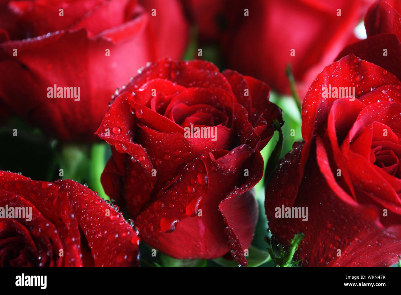 Wet red roses hi-res stock photography and images - Alamy