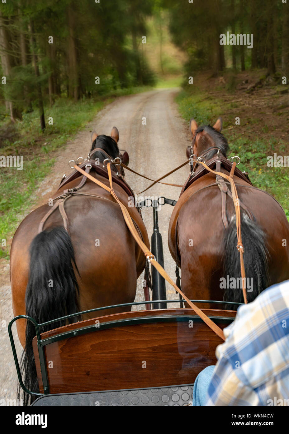 Heavy horses pulling carriage hi-res stock photography and images - Alamy