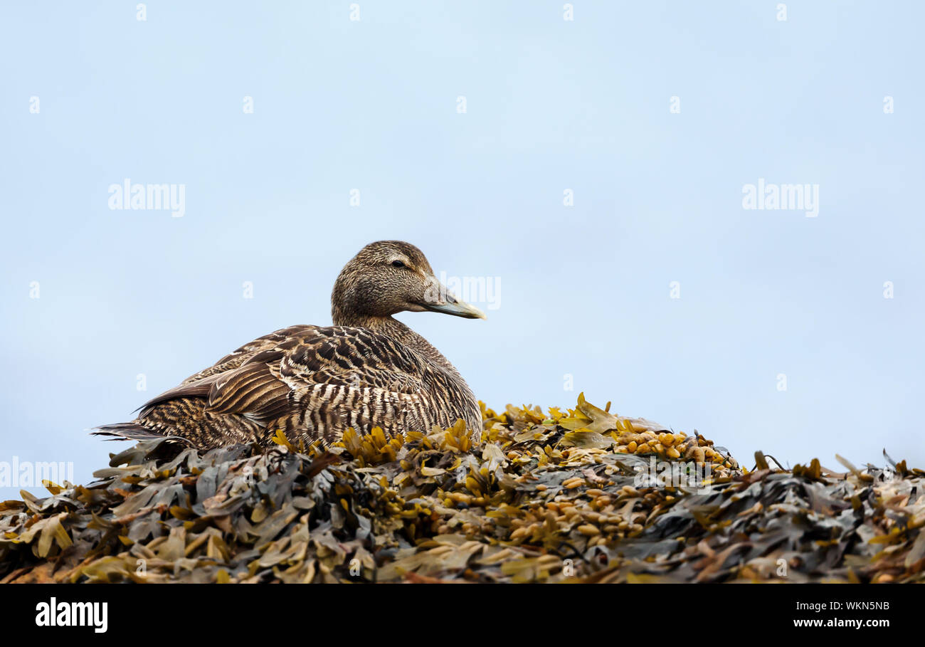 Female common eider duck in hi-res stock photography and images - Alamy