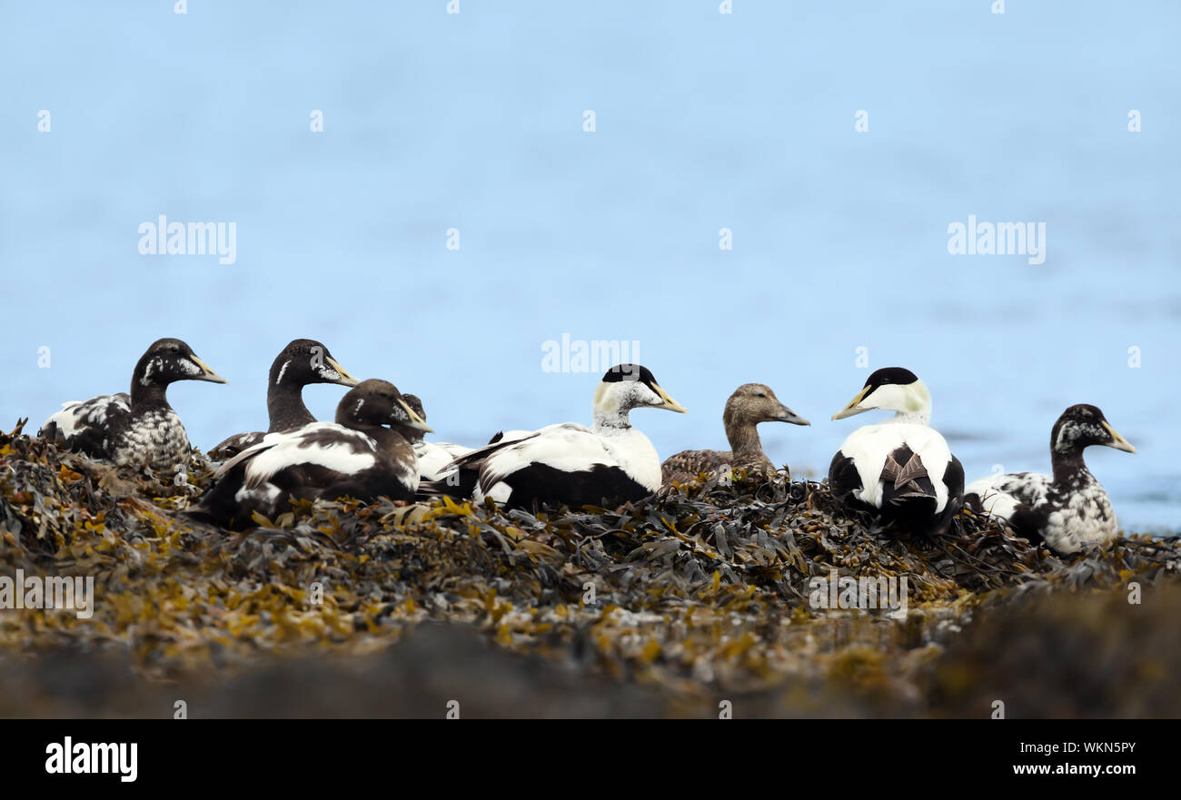Group of Common eiders lying in seaweeds, Iceland Stock Photo - Alamy