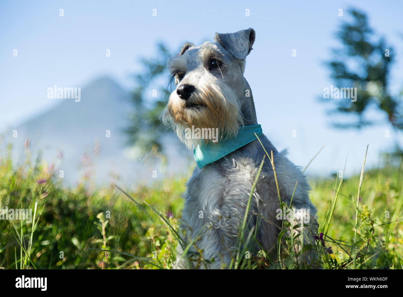 gray schnauzer dog in the middle of the field in green grass playing ...