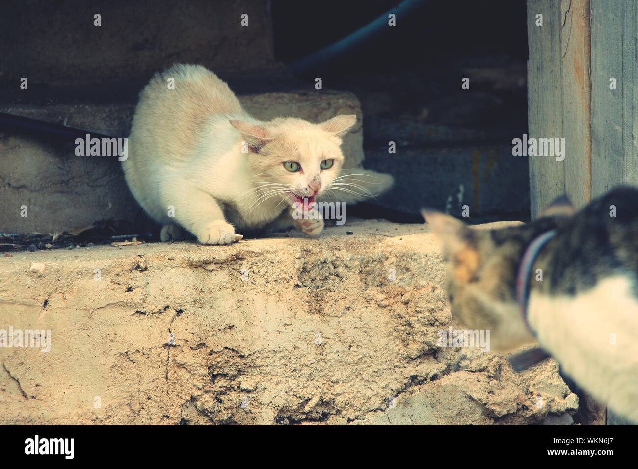 Angry cats hi-res stock photography and images - Alamy
