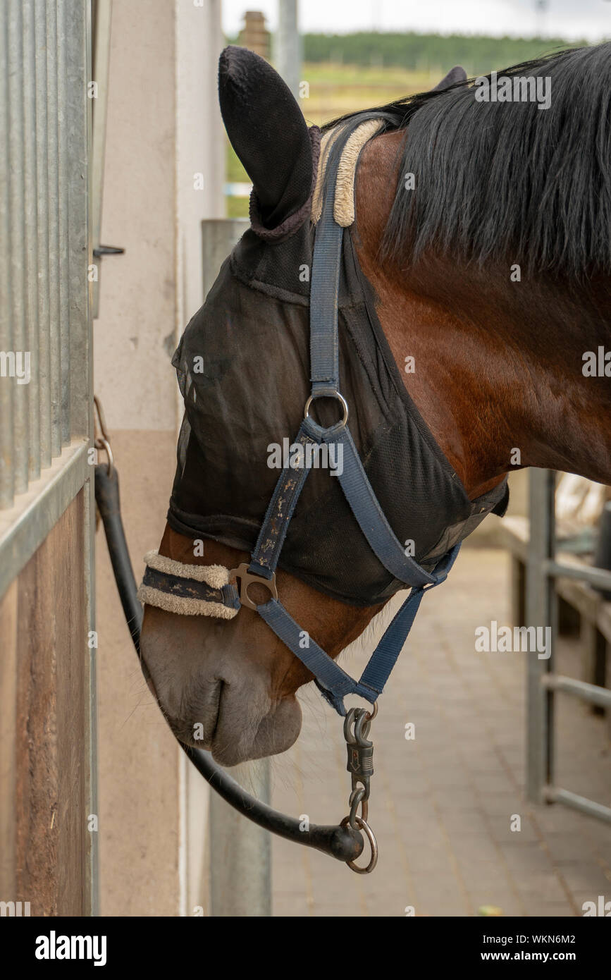 A horse of the breed Saxon Thuringian heavy warm blood wearing a fly ...