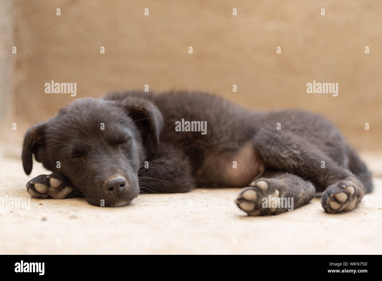little black puppy without breed in the street alone Stock Photo - Alamy