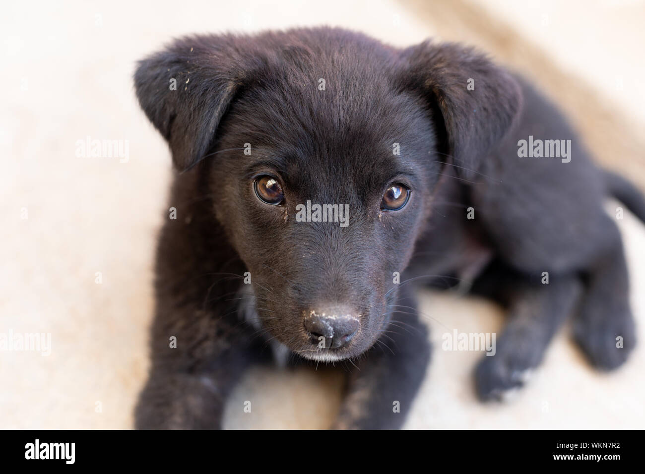 Street dog guatemala hi-res stock photography and images - Alamy