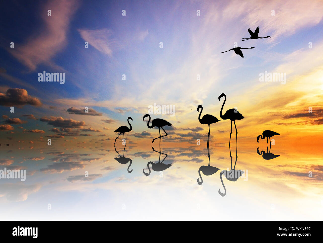 pink flamingos at sunset Stock Photo - Alamy